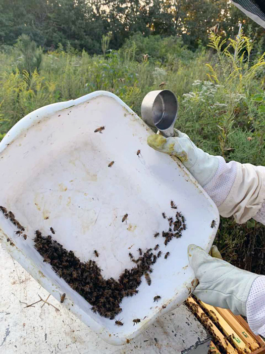 Conduct an Alcohol Wash for Varroa Mite Monitoring - Backyard Beekeeping
